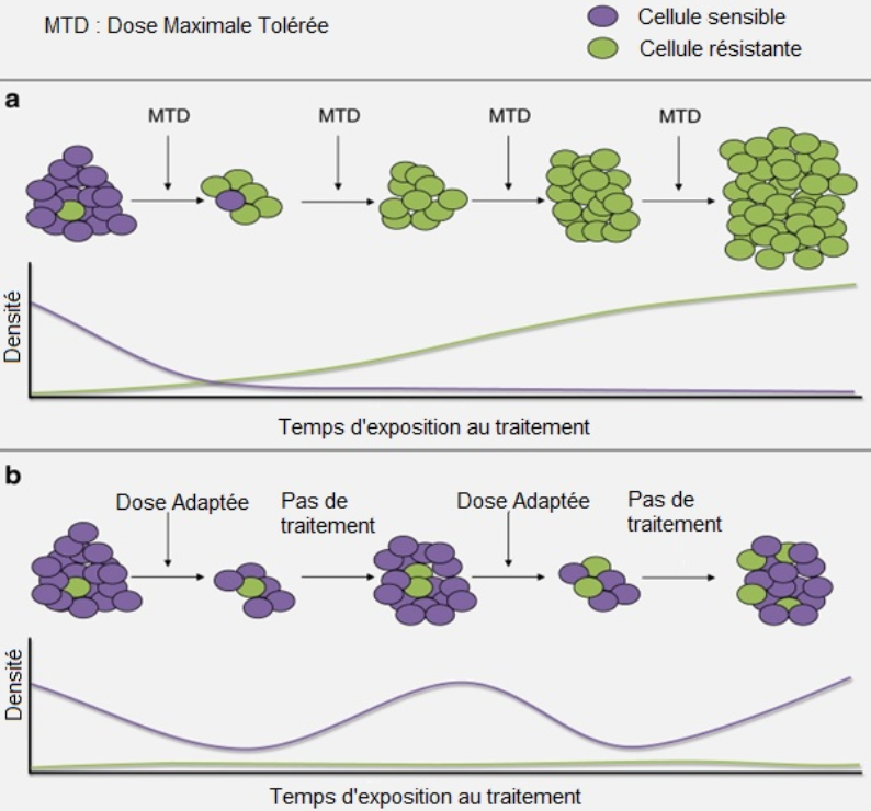 Une approche évolutionniste des traitements contre le cancer | Planet-Vie